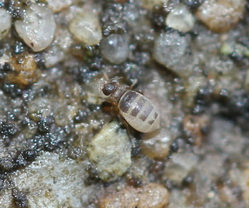 (Puliciphora)