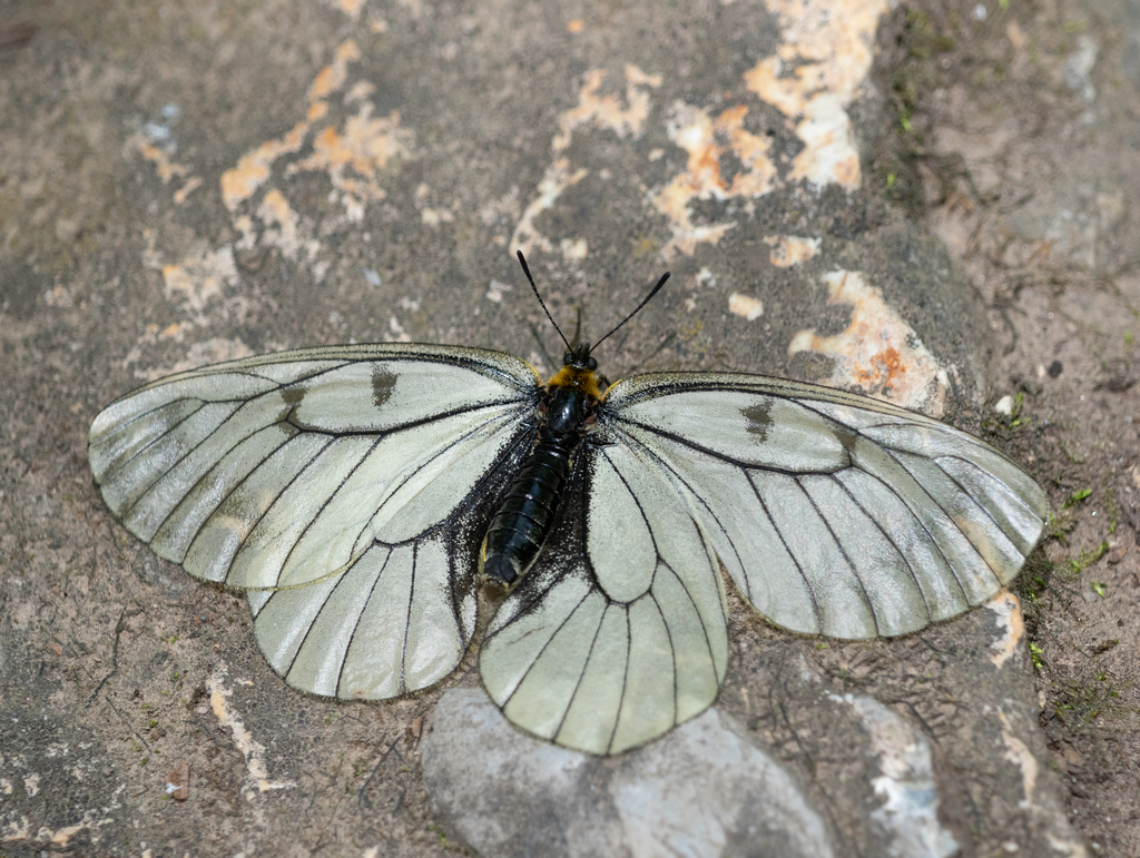 Parnassius stubbendorfii from 中国北京市延庆区 on June 4, 2023 at 11:57 AM by ...