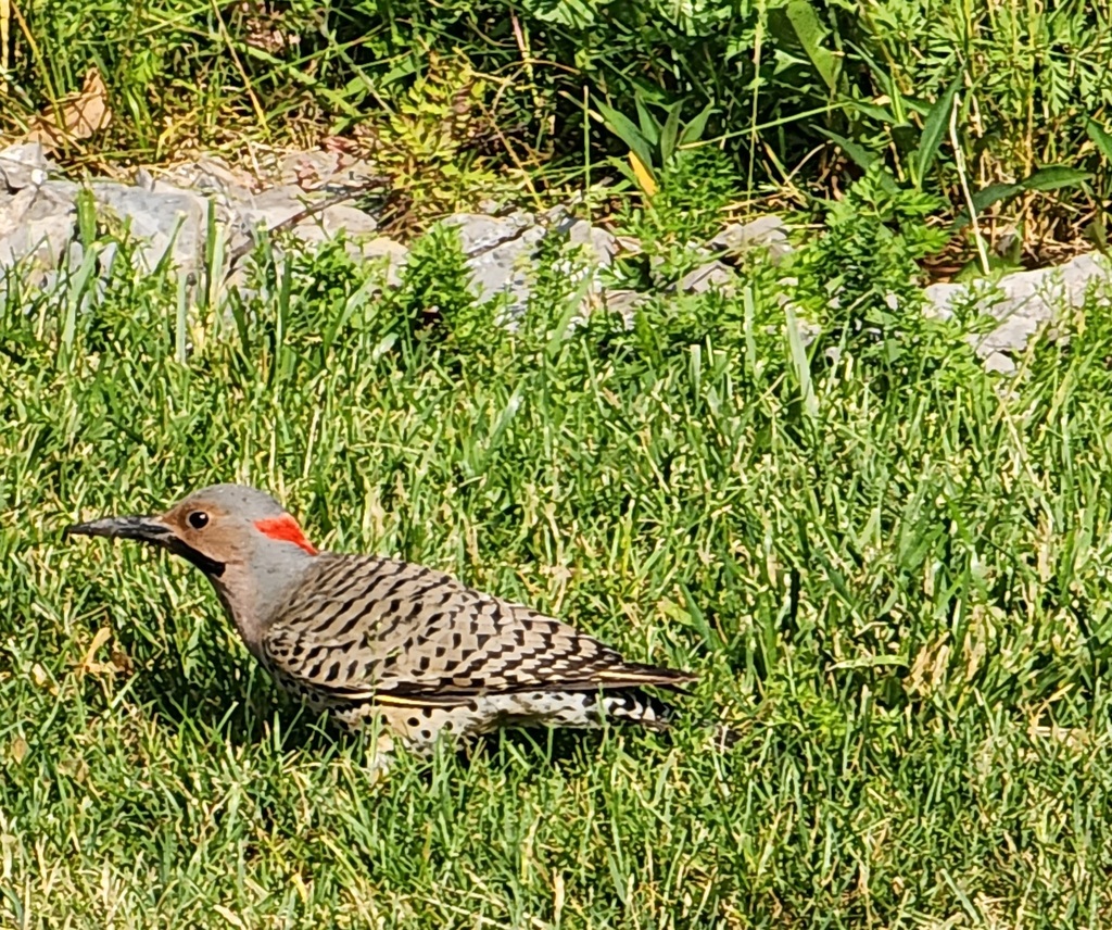 Northern Flicker from Niagara Falls, ON L2G 7S2, Canada on June 1, 2023 ...
