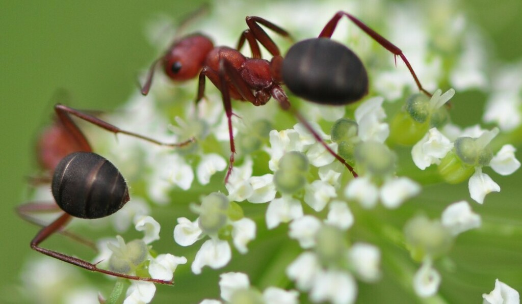 Formica sinensis from 中国云南省保山市昌宁县 on July 3, 2014 at 08:10 PM by ...