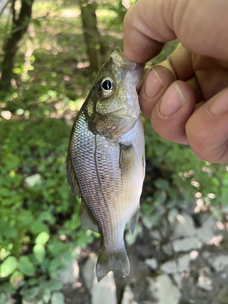 White Perch from College Landing Park, Williamsburg, VA, US on June 5 ...