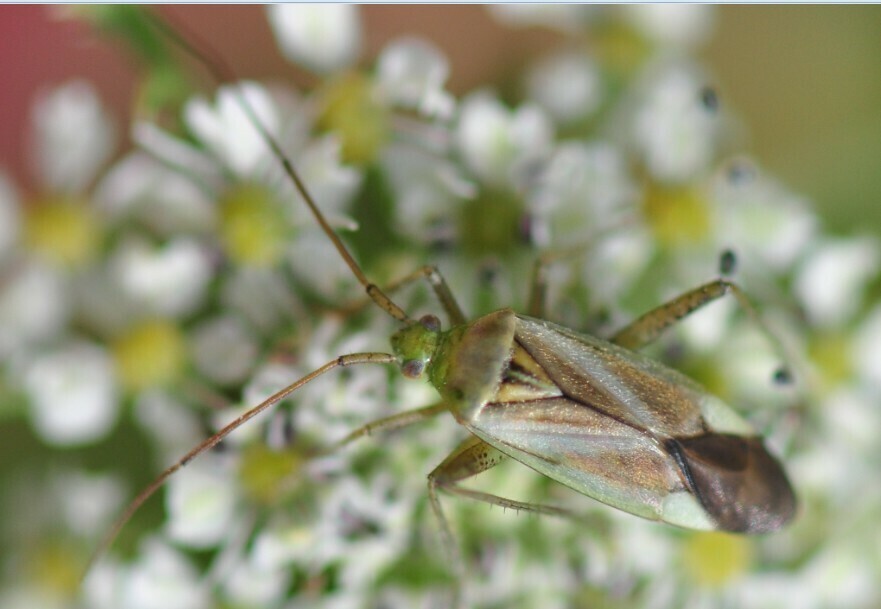 Alfalfa Plant Bug from 中国云南省迪庆藏族自治州香格里拉市 on July 13, 2014 at 08:27 PM ...