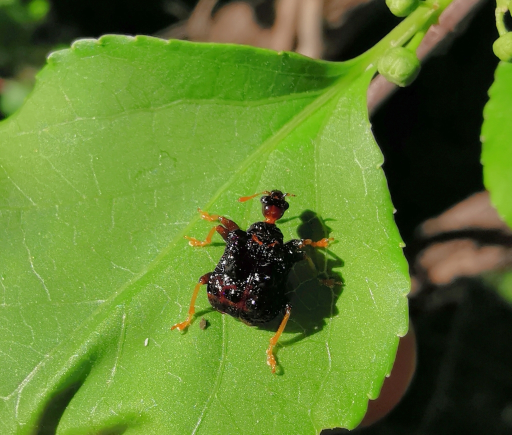 Paroplapoderus validus from 北京市延庆区张山营镇玉海路玉渡山风景区 on June 4, 2023 at 04: ...