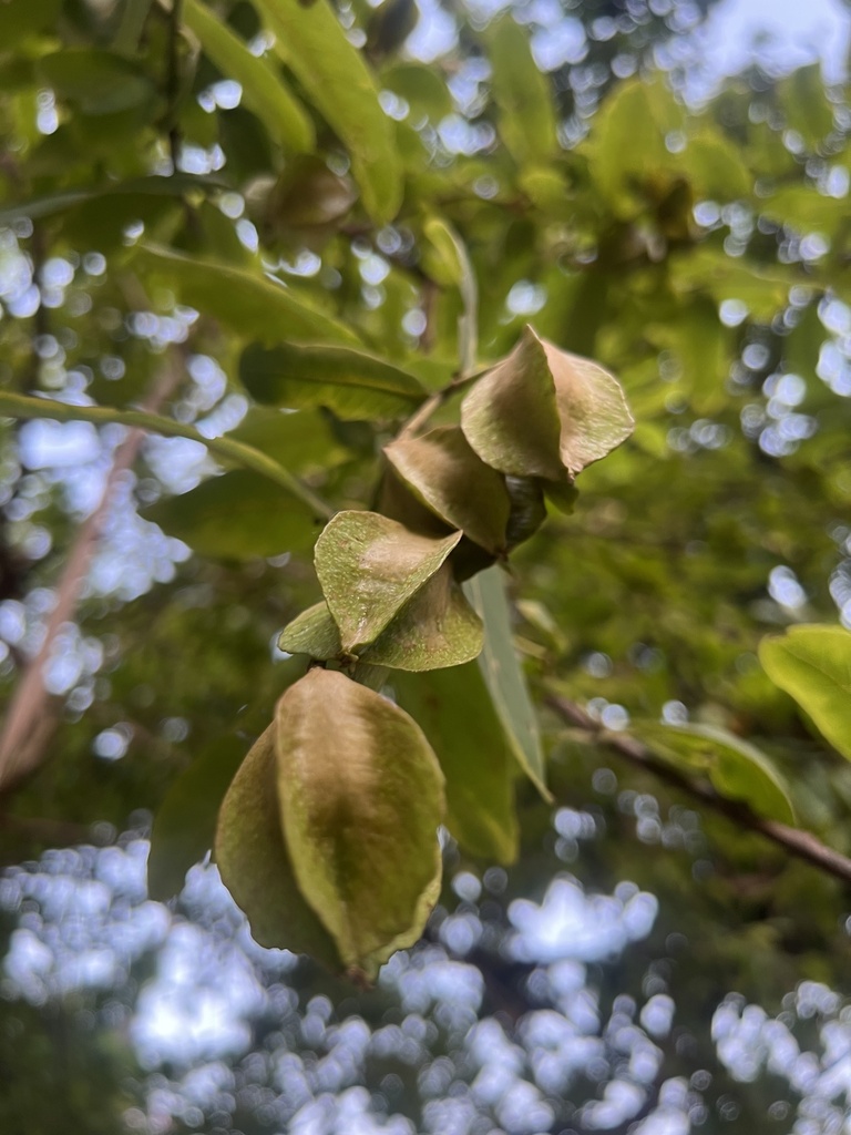 Arjun tree (Terminalia arjuna) - Botanical Realm