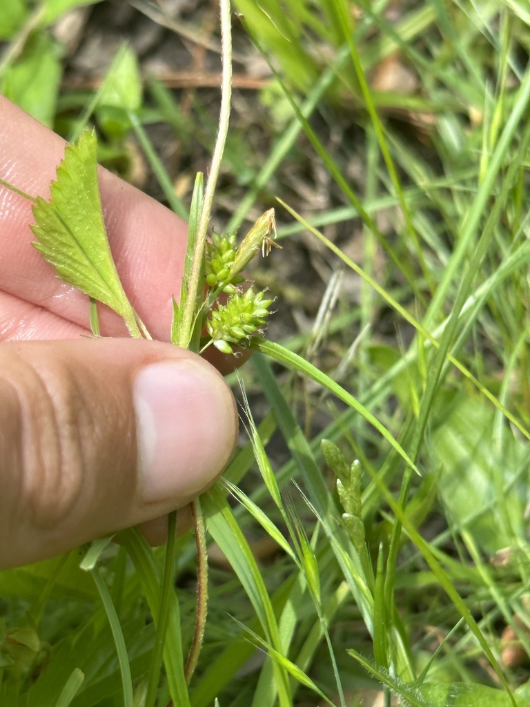 pale sedge in May 2023 by Robert Levy · iNaturalist