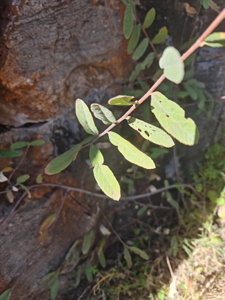 Velvet Raisin from Merafong City Local Municipality, South Africa on ...