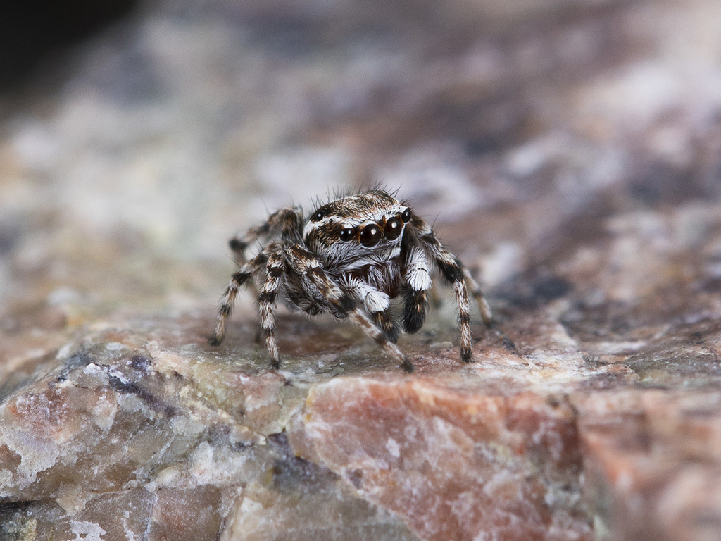 Attulus (Terrestrial Arthropods of Saudi Arabia) · iNaturalist
