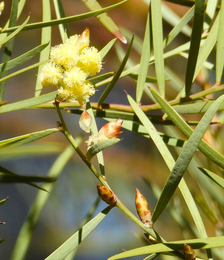 Flinders Range Wattle from Flinders Ranges SA 5434, Australia on March ...