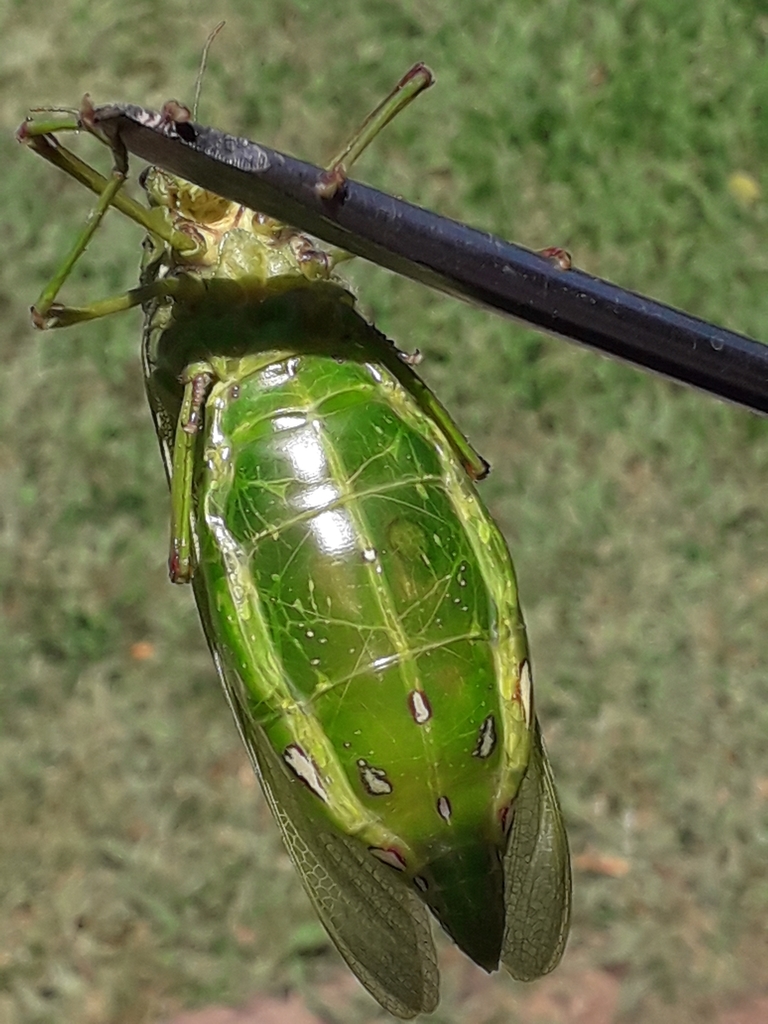 Pneumora inanis (Grasshoppers, Locusts and allies of South Africa ...