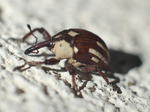 Sternuchopsis karelinii · iNaturalist Ecuador