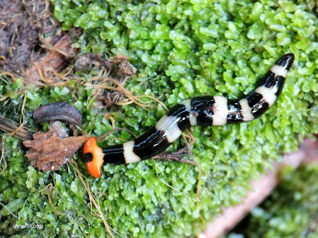 Diversibipalium rauchi from Chestnut Nature Park (Southern Loop) on ...
