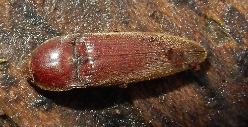 Corn Wireworm (NPS National Capital Region Beetle Species Guide ...