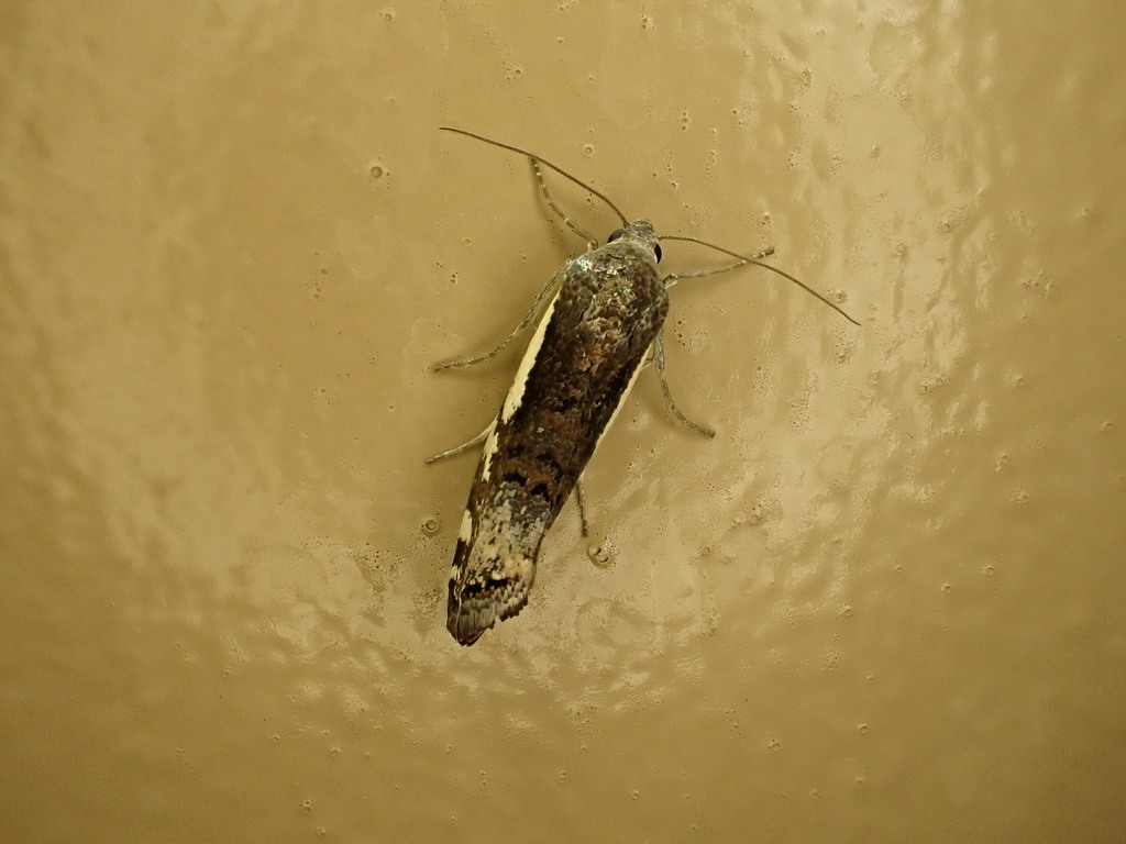 Narrow-winged Midget Moth from Val Marie No. 17, SK S0N, Canada on May ...
