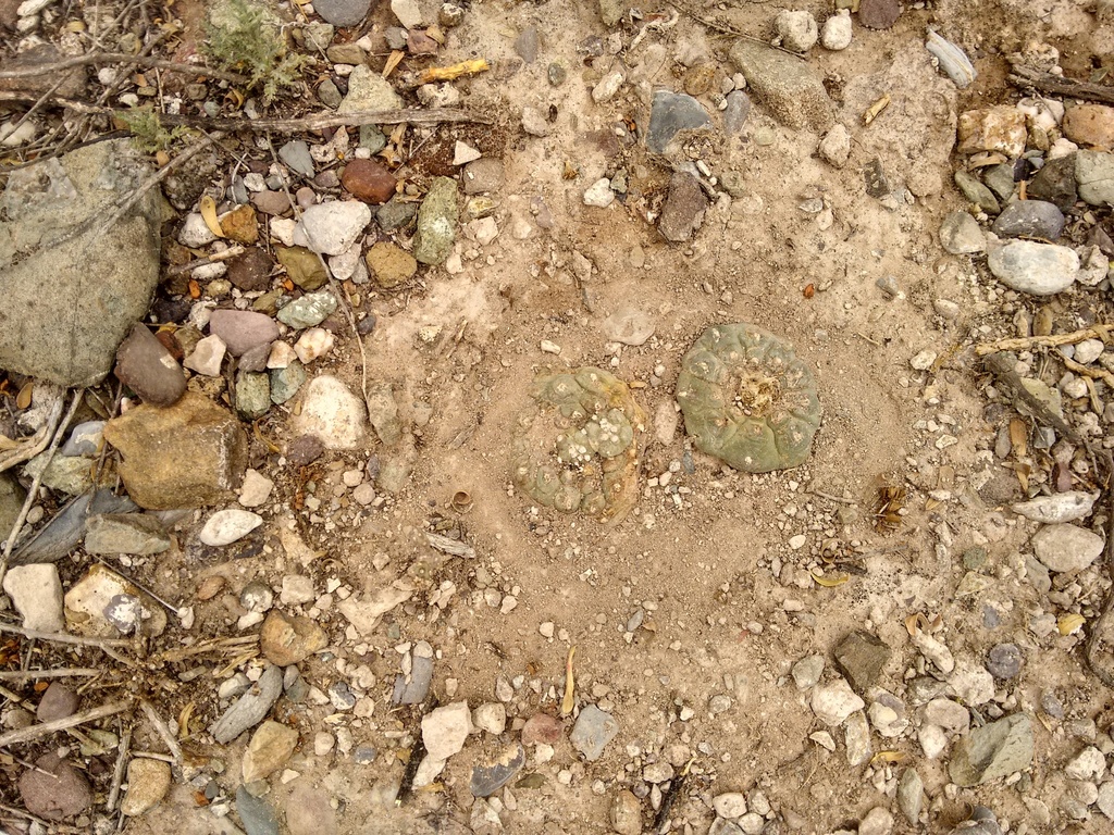 Peyote in June 2017 by Oscar López Pérez. El Hikuri en un cactus en ...