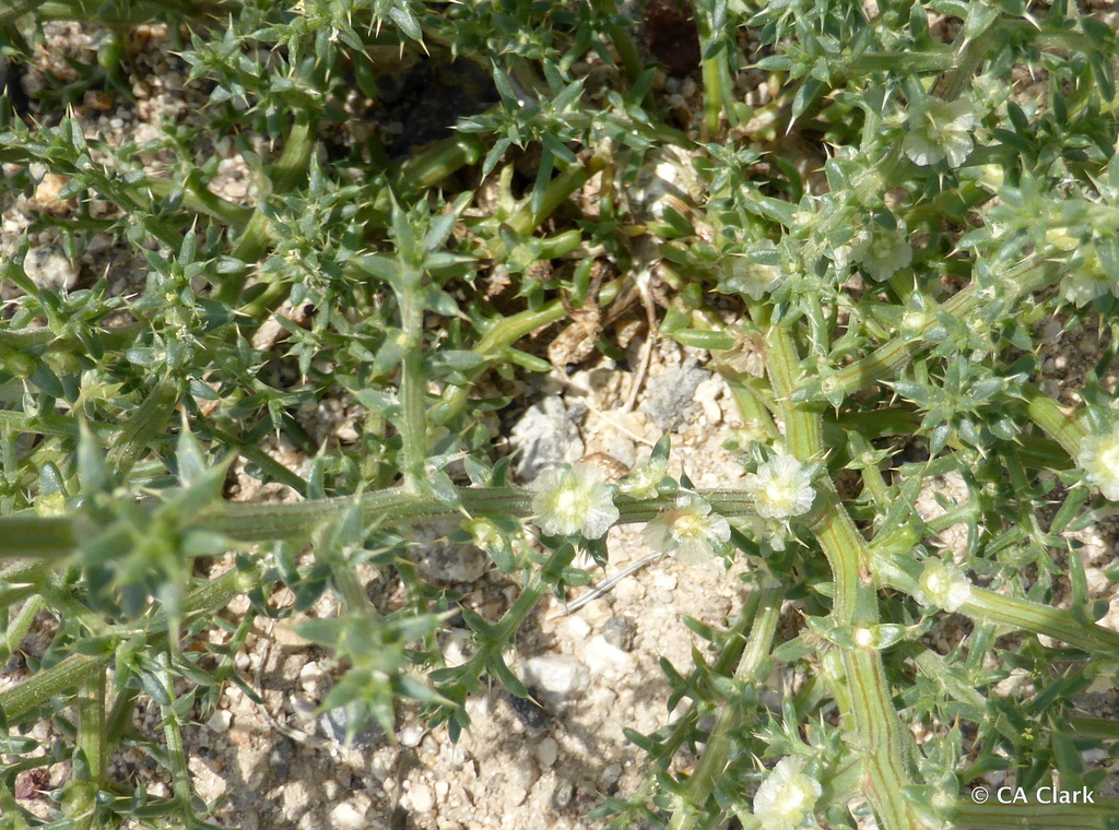 barbwire russian thistle from Mono County, California, USA on July 27 ...