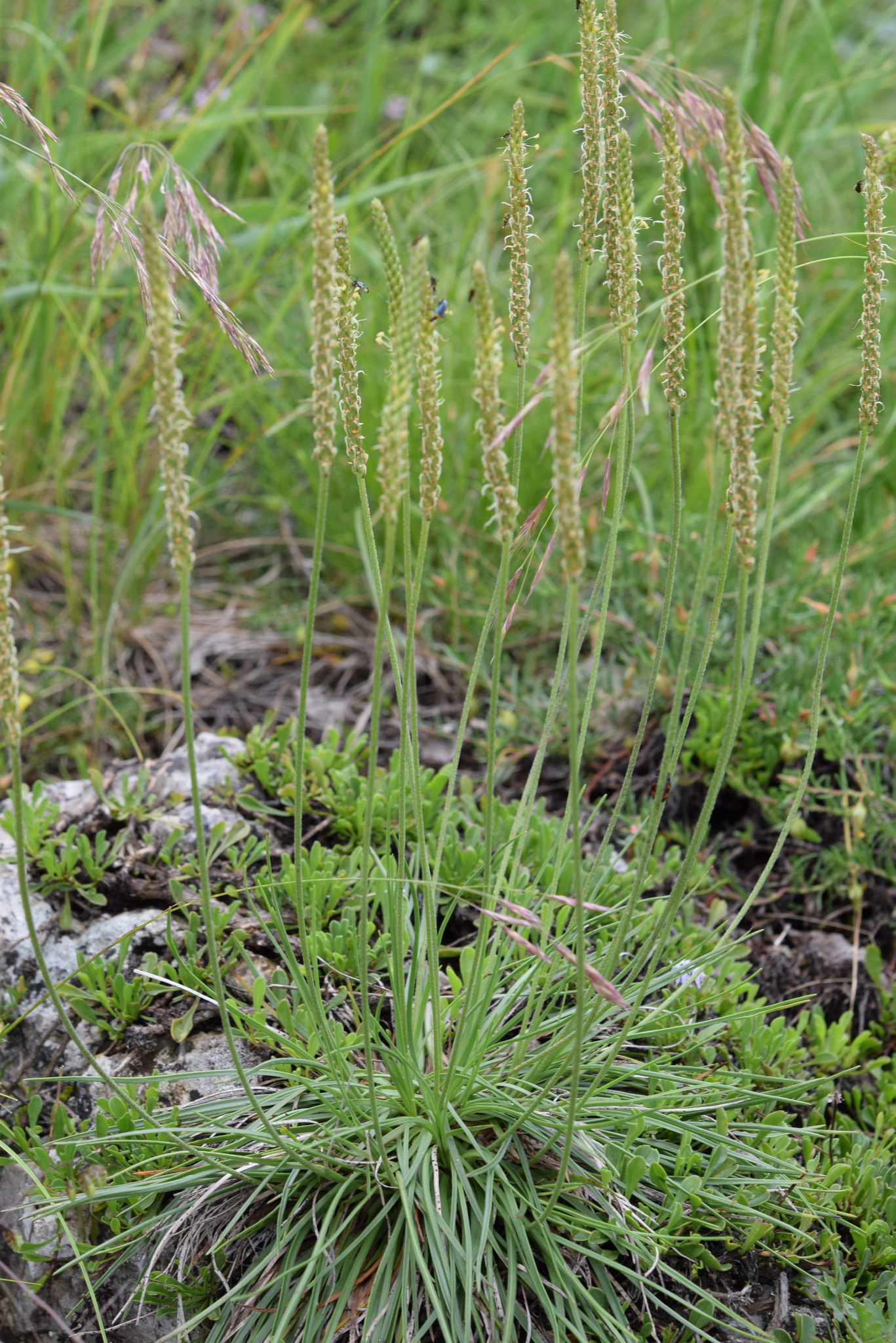Plantago holosteum Scop.