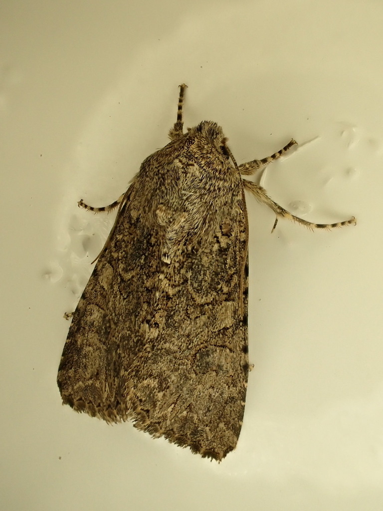 Cutworms and Dart Moths from Val Marie No. 17, SK S0N, Canada on May 29 ...