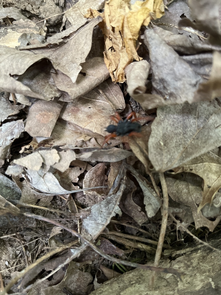 Red-legged Purseweb Spider from Goshen, Goshen, OH, US on June 5, 2023 ...
