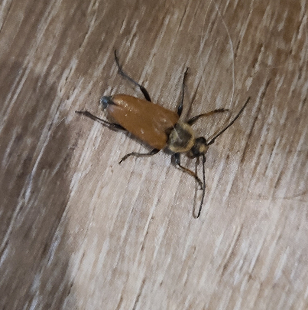 Minnesota Long-horned Beetle in June 2023 by Shelina · iNaturalist