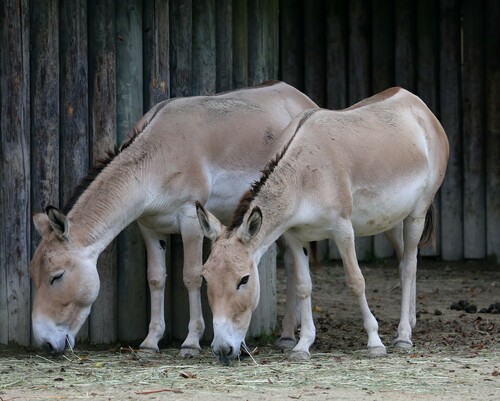 Onagro (Subespecie Equus hemionus onager) · NaturaLista Colombia
