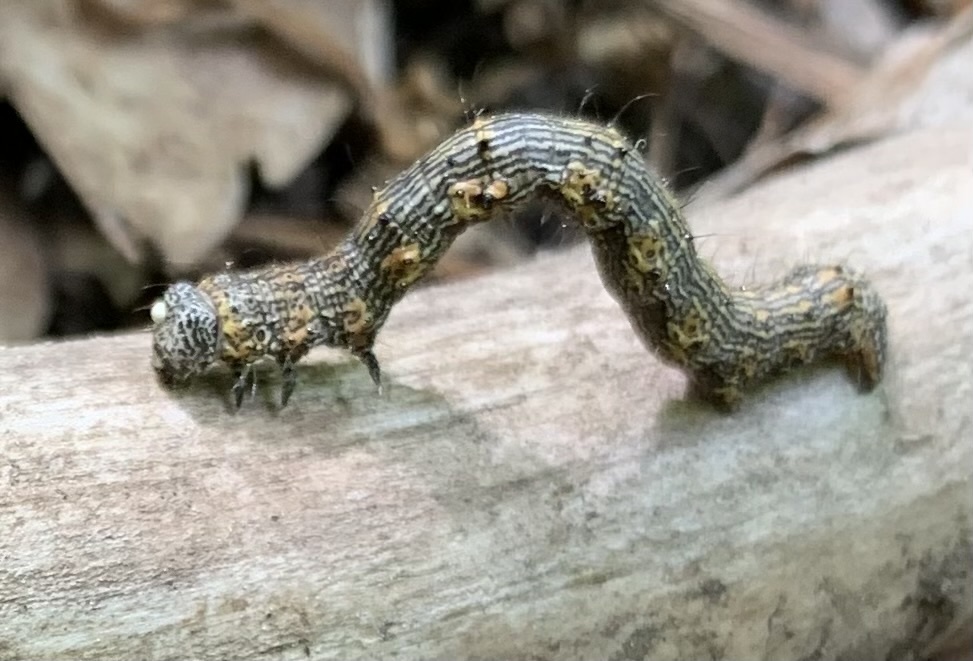 Half-wing Moth in June 2023 by Nikhil Reddy · iNaturalist
