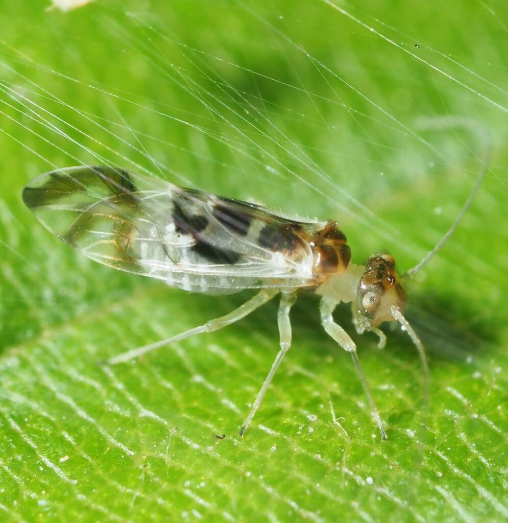 F-winged Barklouse from Campbell, Virginia, United States on June 4 ...
