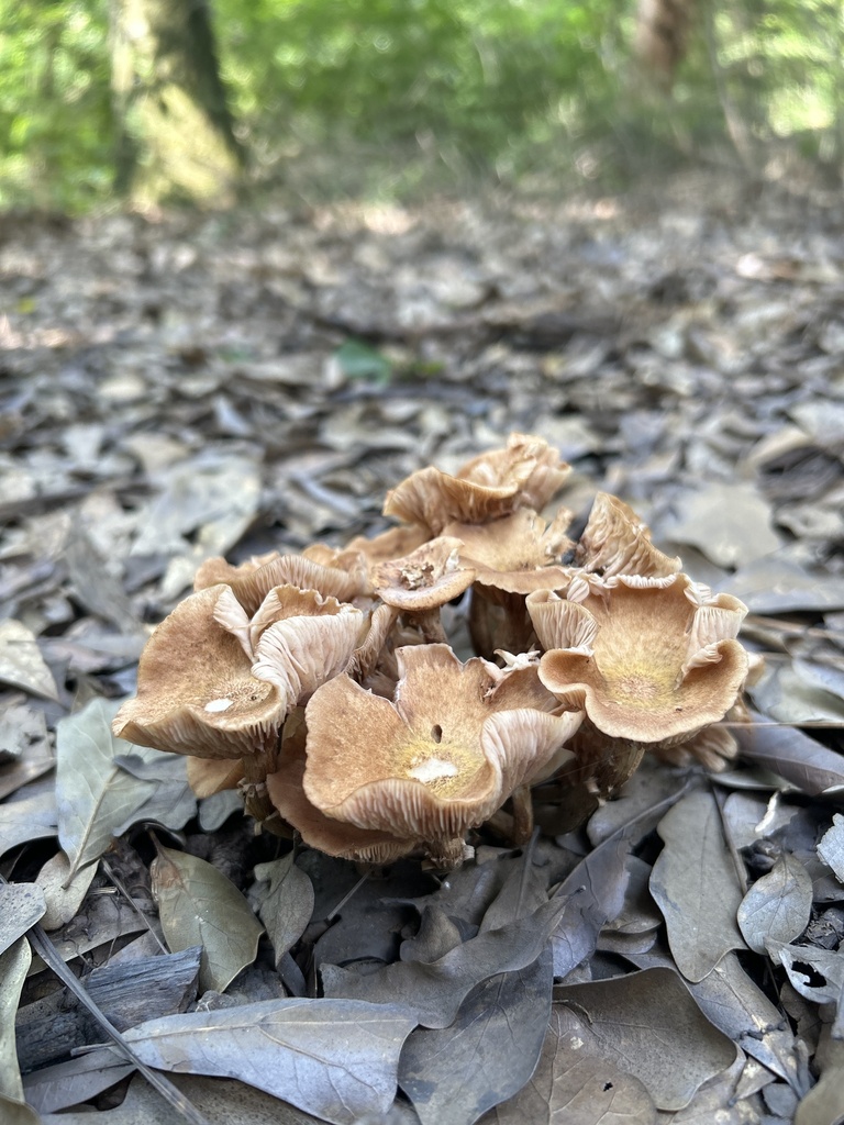 Ringless Honey Mushroom from Memorial Park Conservancy, Houston, TX, US ...