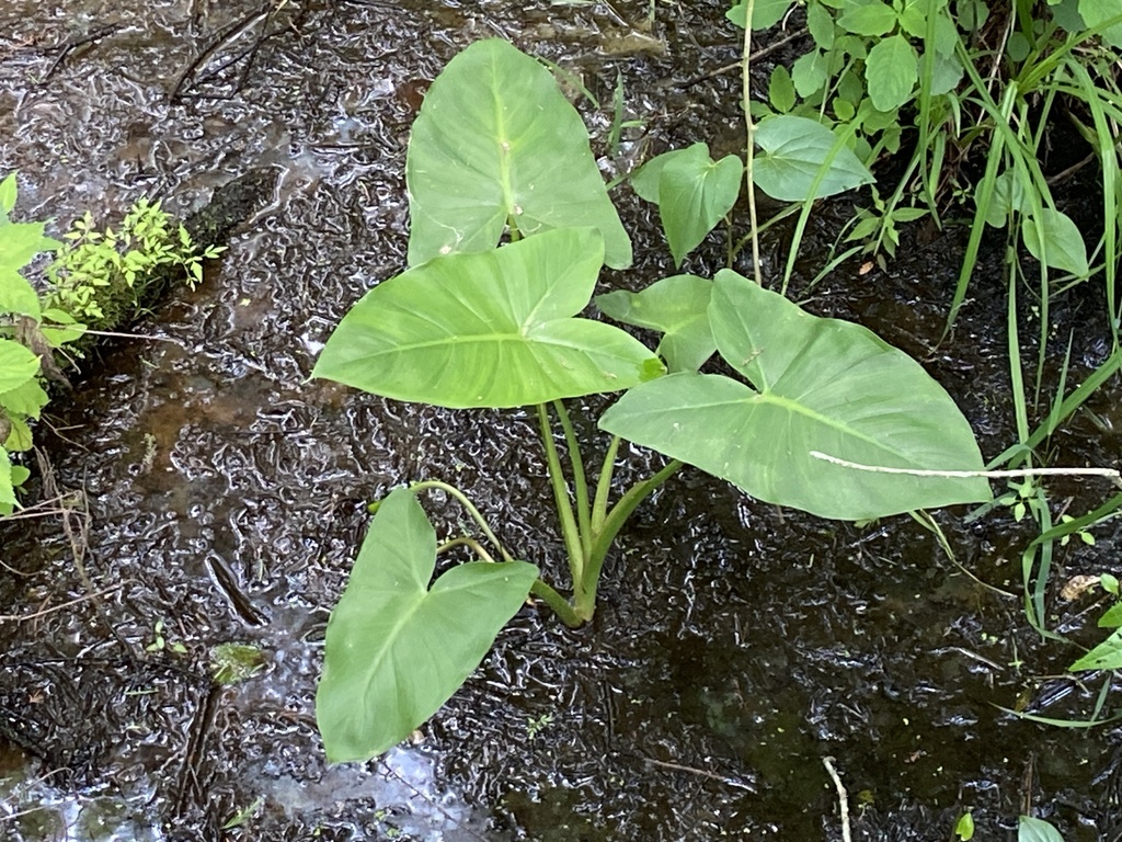 Green Arrow Arum from Adkins Pond, Pittsville, MD, US on June 5, 2023 ...