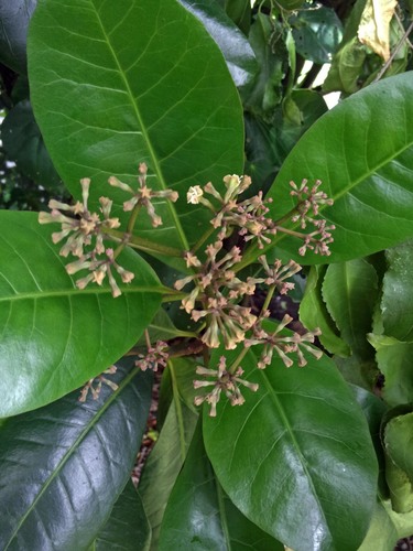 Bird Catcher Tree (Pisonia brunoniana) · iNaturalist