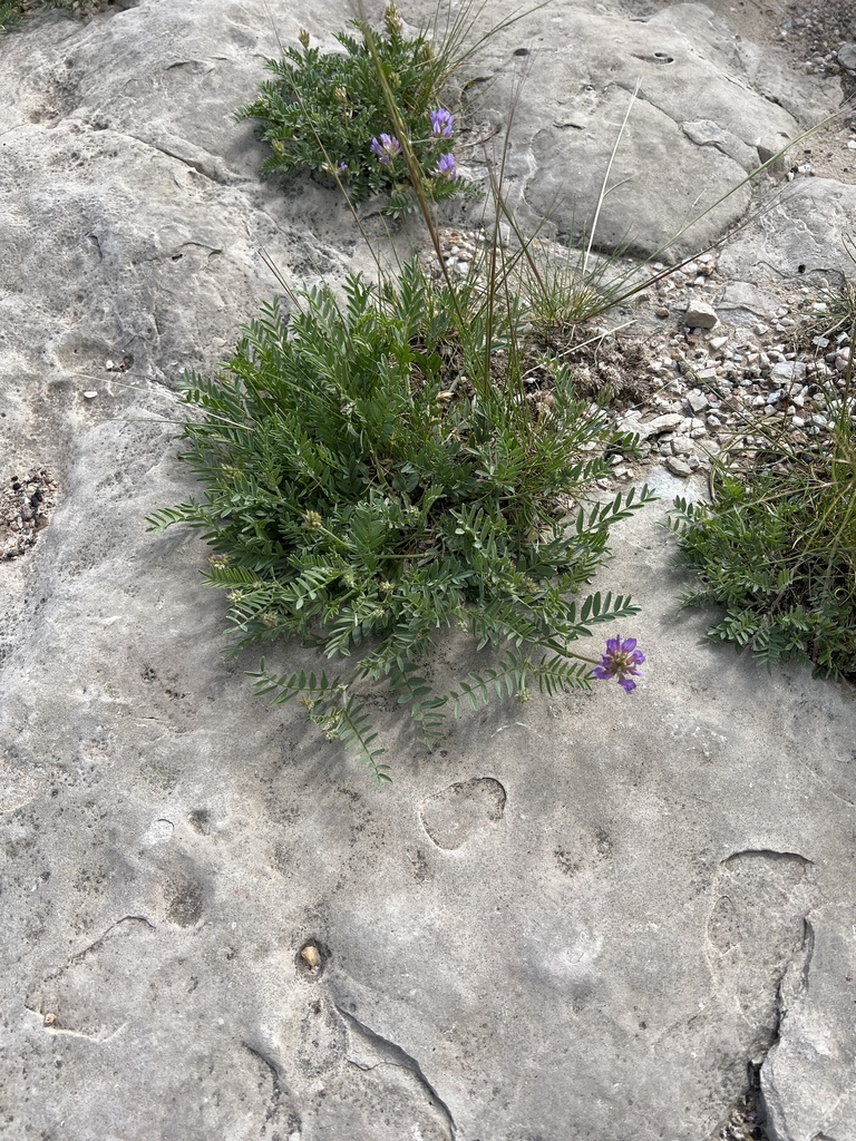 Prairie Milkvetch from Country Club Rd, Gering, NE, US on June 4, 2023 ...