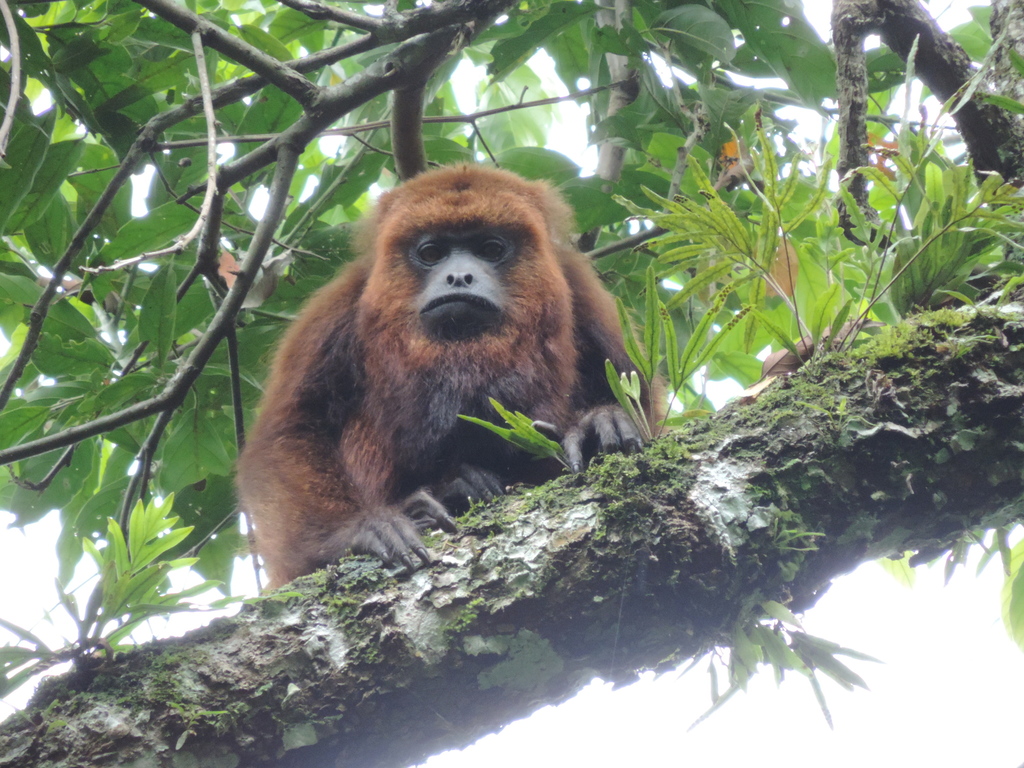 Howler Monkeys (Alouatta) - Know Your Mammals
