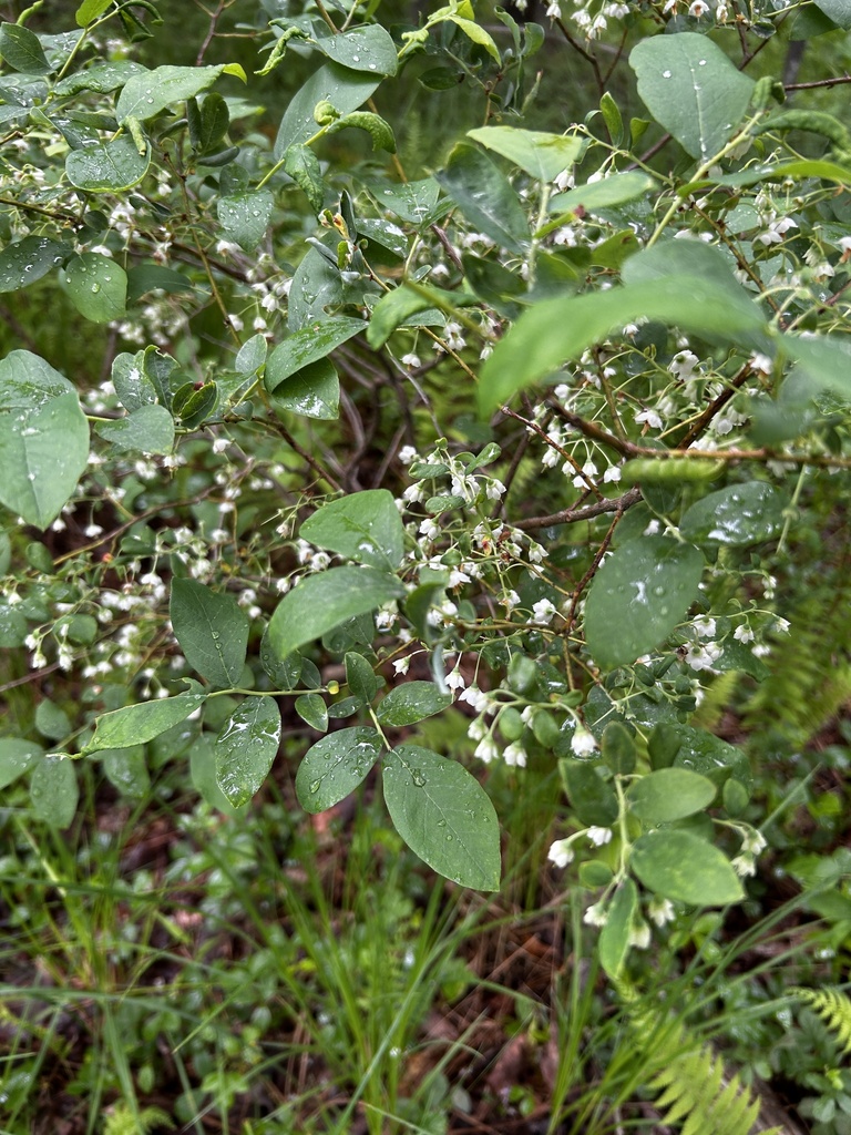 deerberry from Snaggy Mountain Rd, Oakland, MD, US on June 4, 2023 at ...