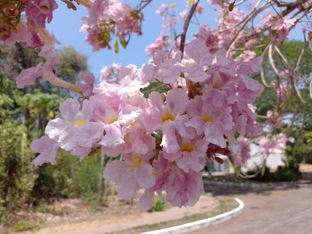 Pink poui from 40883 Gro., México on June 2, 2023 at 11:39 AM by daniel ...