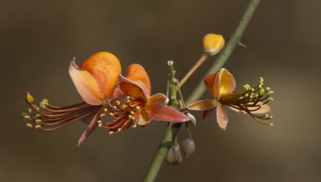karira (Capparis decidua) - Botanical Realm