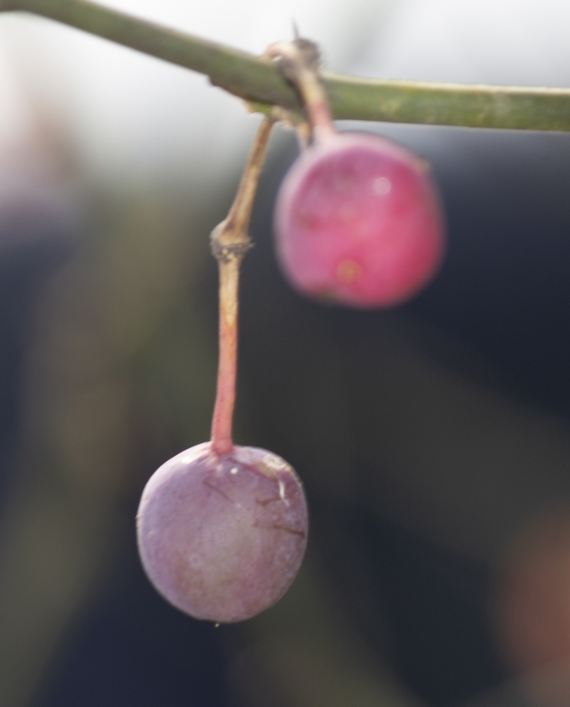 karira (Capparis decidua) - Botanical Realm