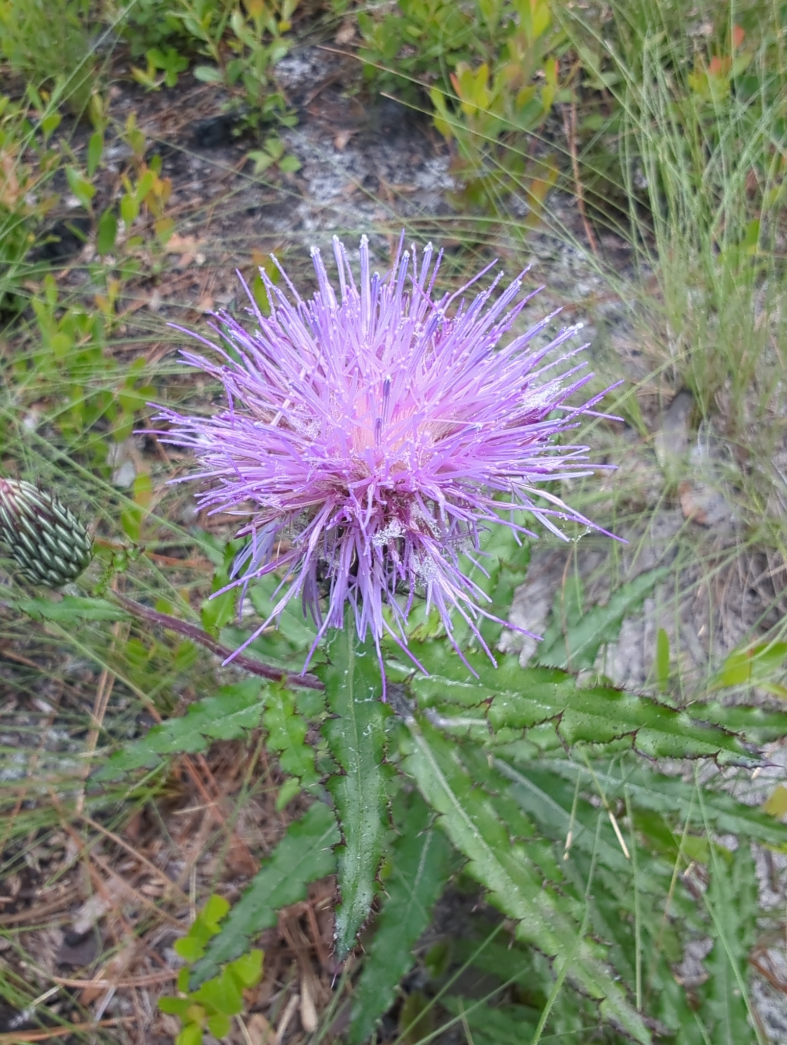 Cirsium repandum Michx.