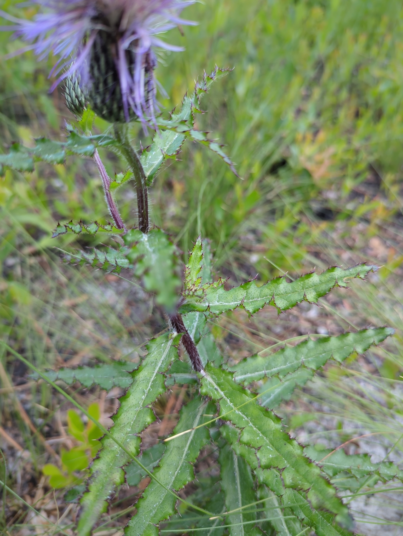 Cirsium repandum Michx.