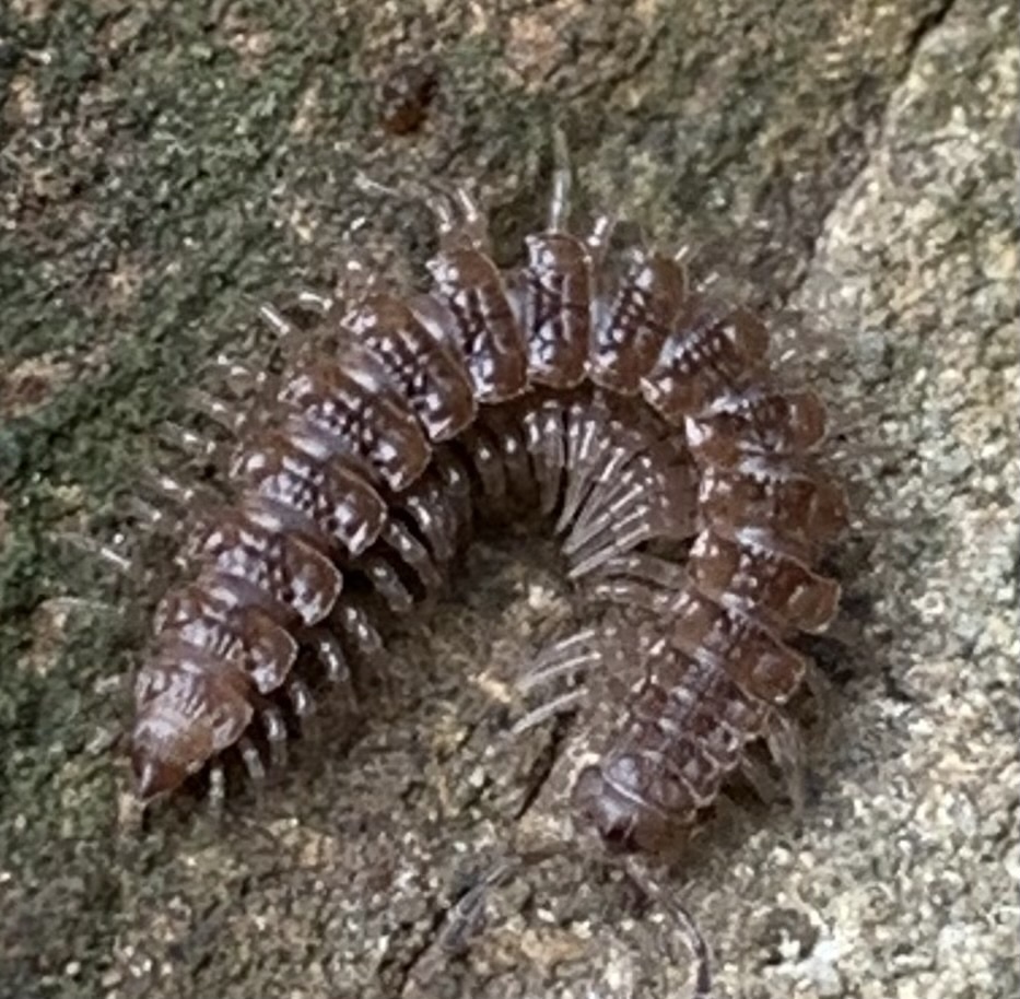 Common Pink Flat-back Millipede in June 2023 by Nikhil Reddy · iNaturalist