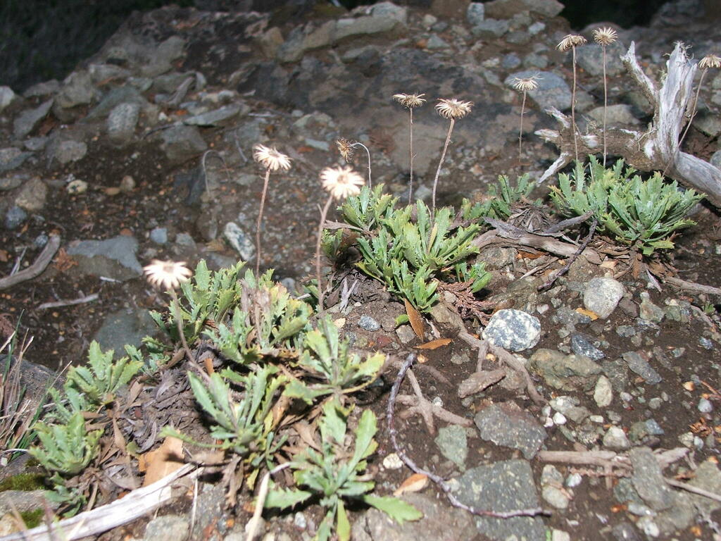 Haplopappus glutinosus from Bariloche Department, Río Negro, Argentina ...