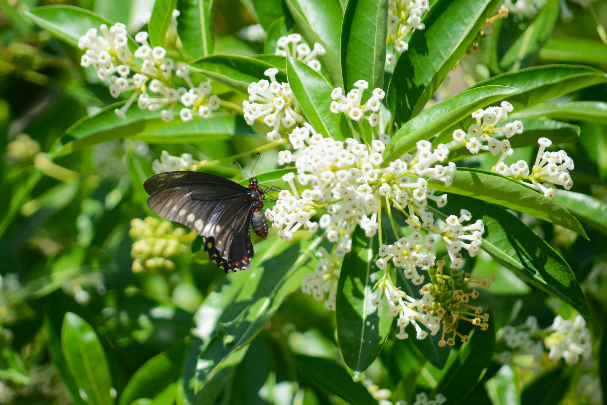 Mimoides phaon (Boisduval, 1836)