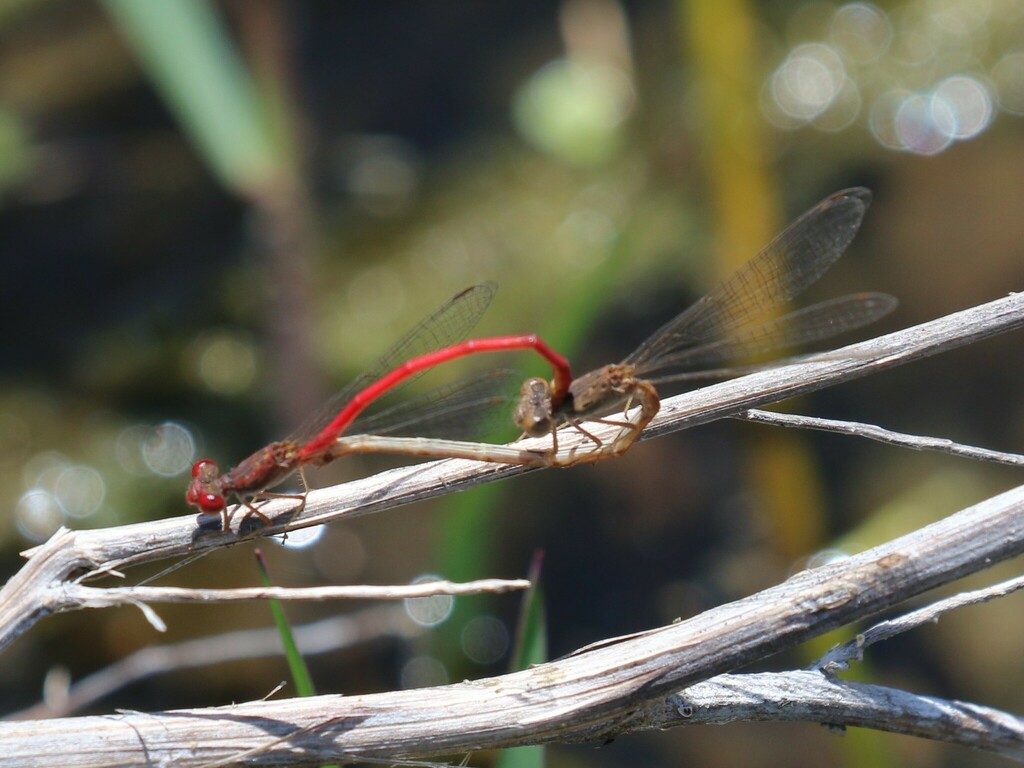 Desert Firetail from Cochise County, AZ, USA on May 19, 2023 at 02:11 ...