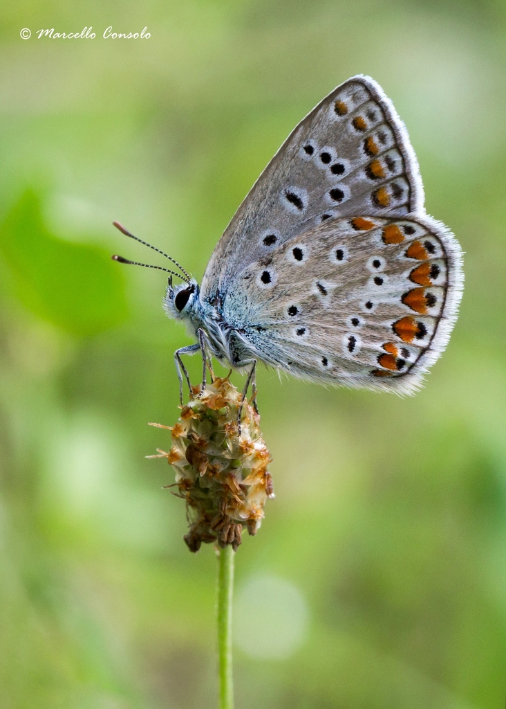 Common Blue from Revine Lago, Veneto, Italy on August 02, 2015 at 08:45 ...