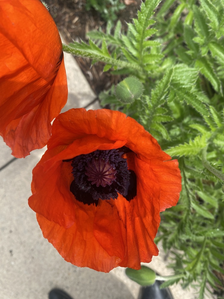 Oriental Poppy from 17th St, Boulder, CO, US on June 5, 2023 at 11:21 ...