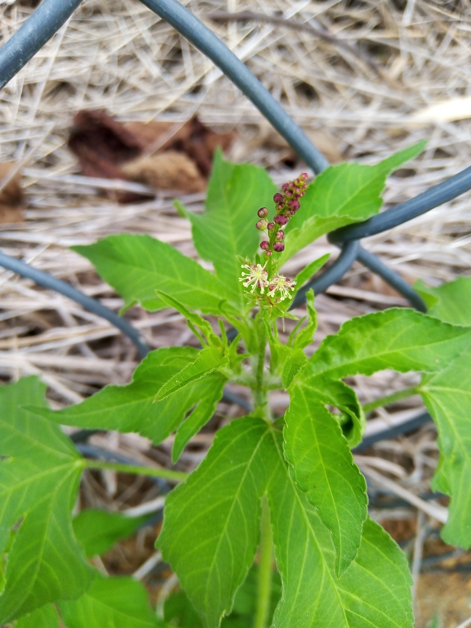 Astraea lobata (L.) Klotzsch
