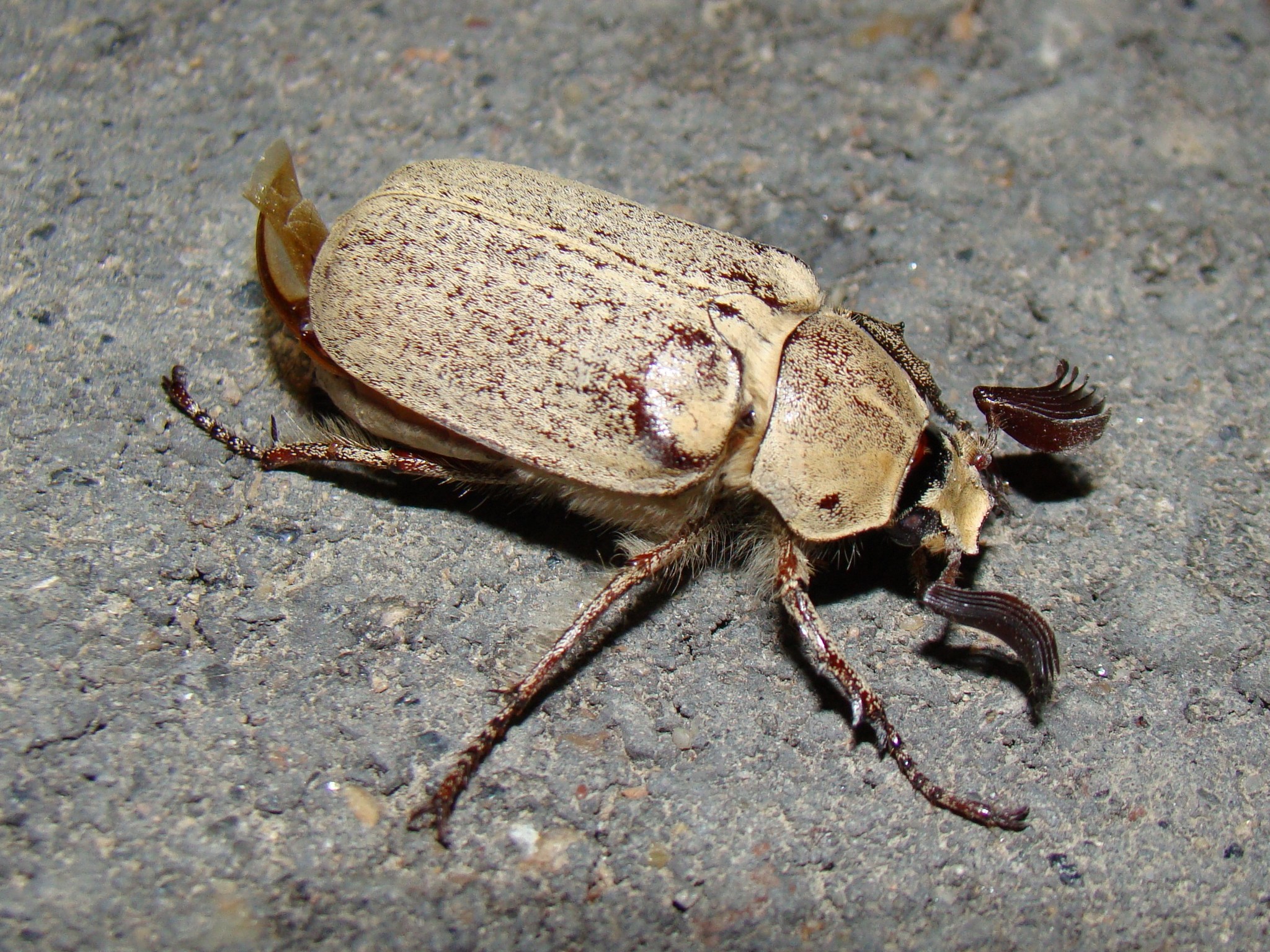 Polyphylla adspersa Motschulsky, 1854