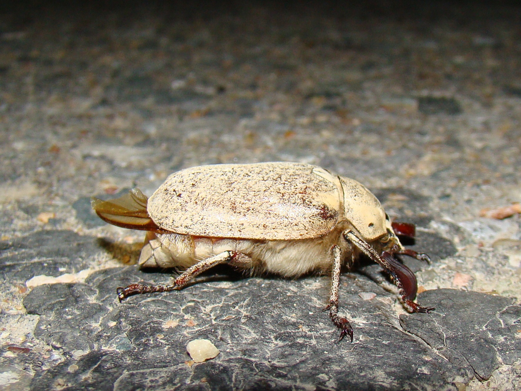 Polyphylla adspersa Motschulsky, 1854
