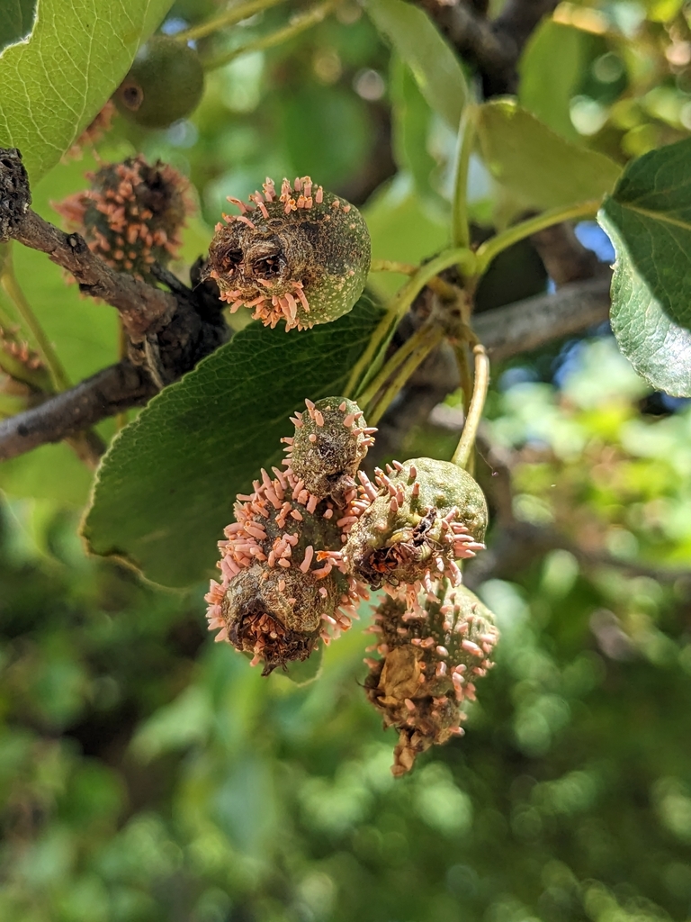 quince rust from Frederick, MD, USA on June 5, 2023 at 01:47 PM by ...