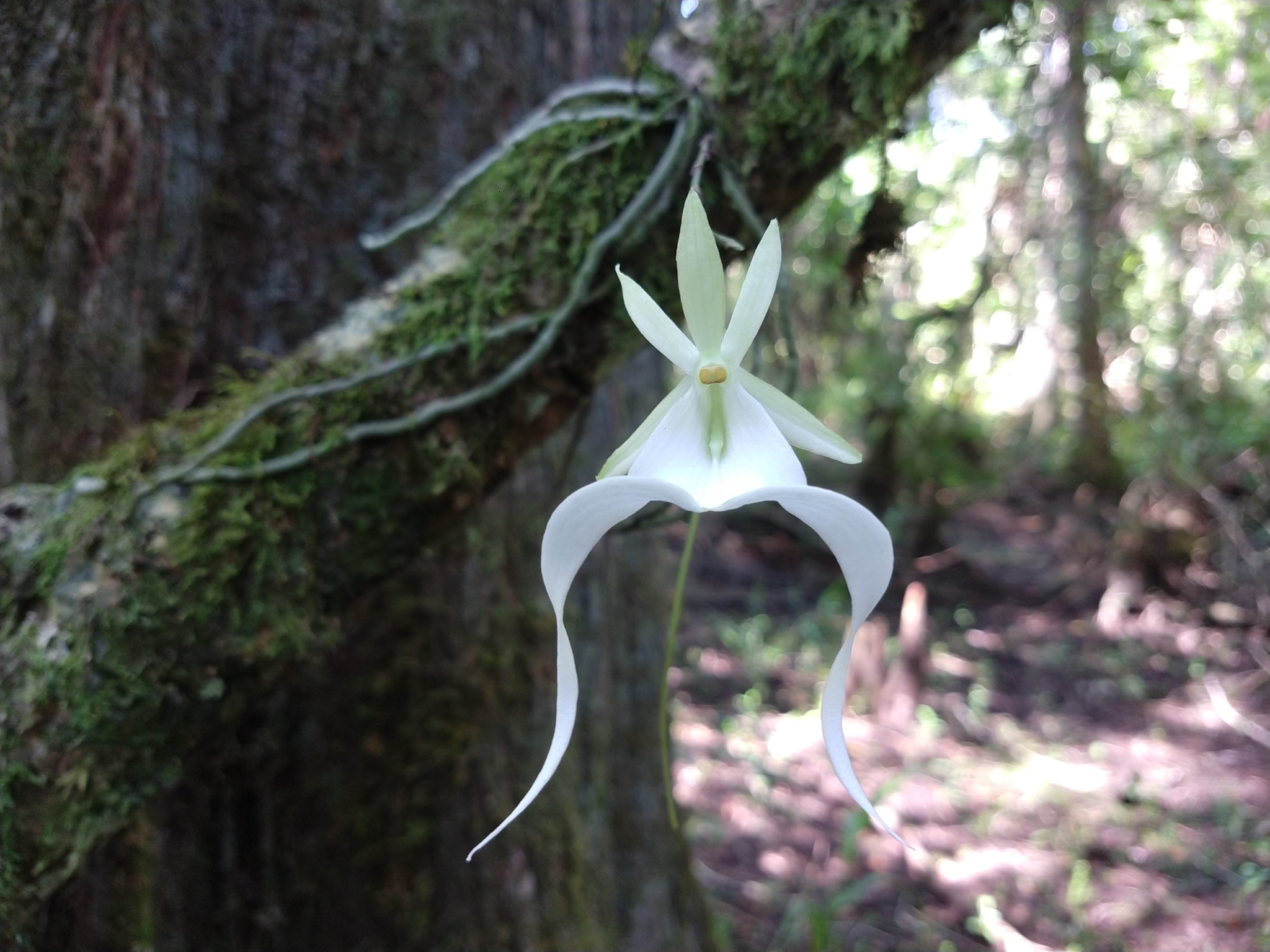 Dendrophylax lindenii (Lindl.) Benth. ex Rolfe