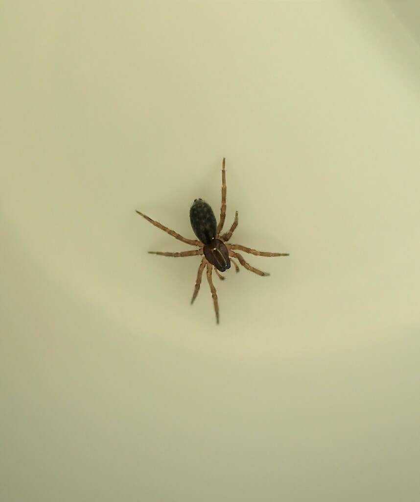 Typical Spiders from Val Marie No. 17, SK S0N, Canada on May 30, 2023 ...