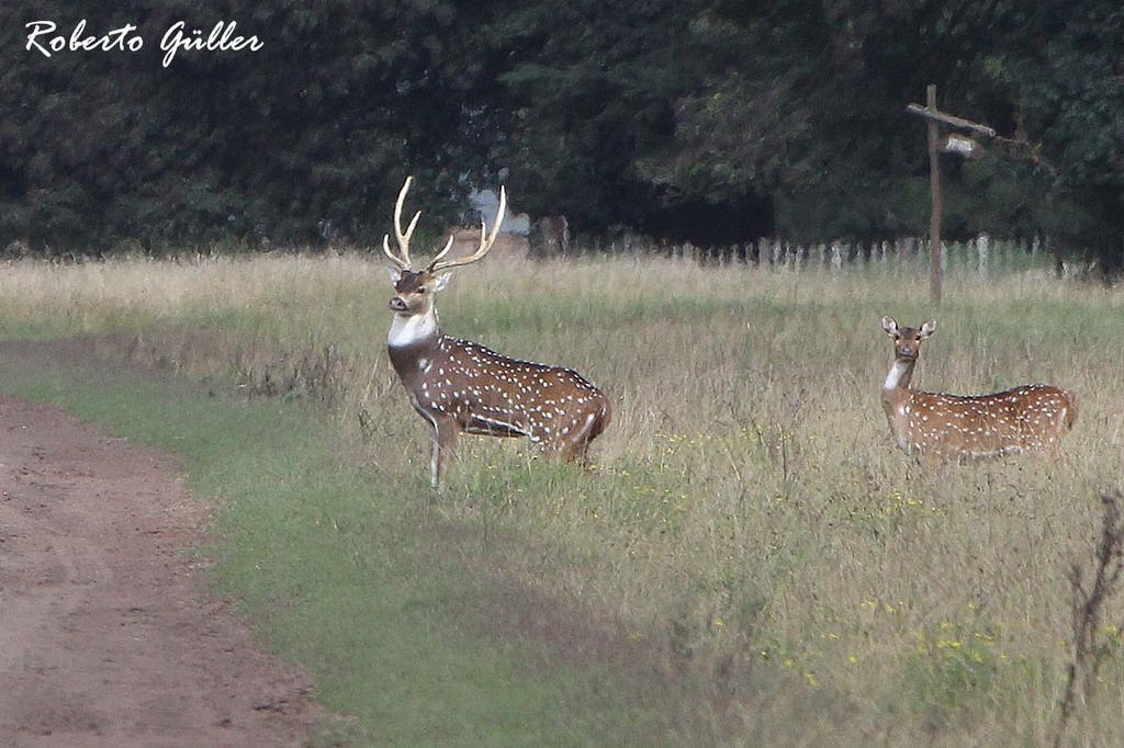 Chital from Gral Paz, Provincia de Buenos Aires, Argentina on May 10 ...